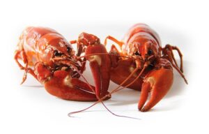 CETA & Seafood Trade - Watson Goepel LLP
